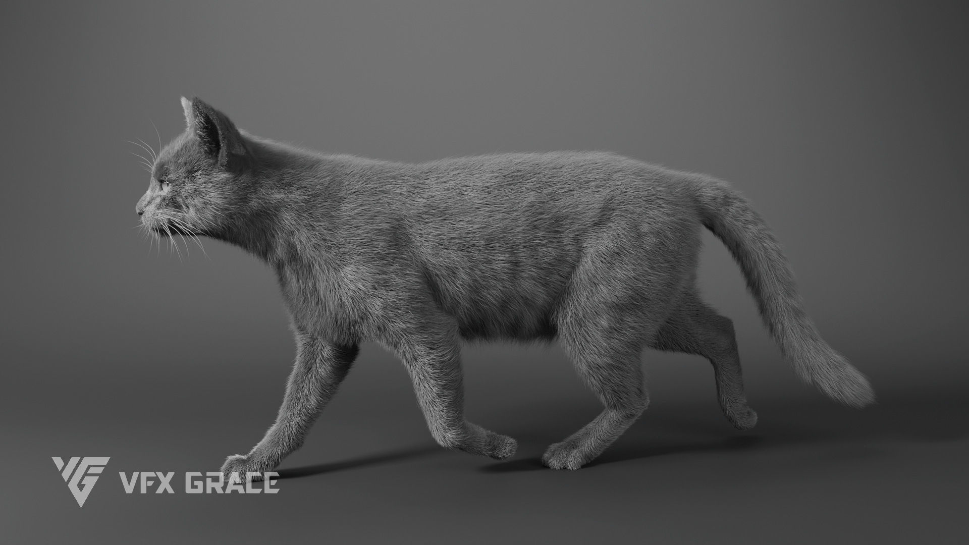 Grey Tabby Cat Rig - MAYA 3D model rigged | CGTrader