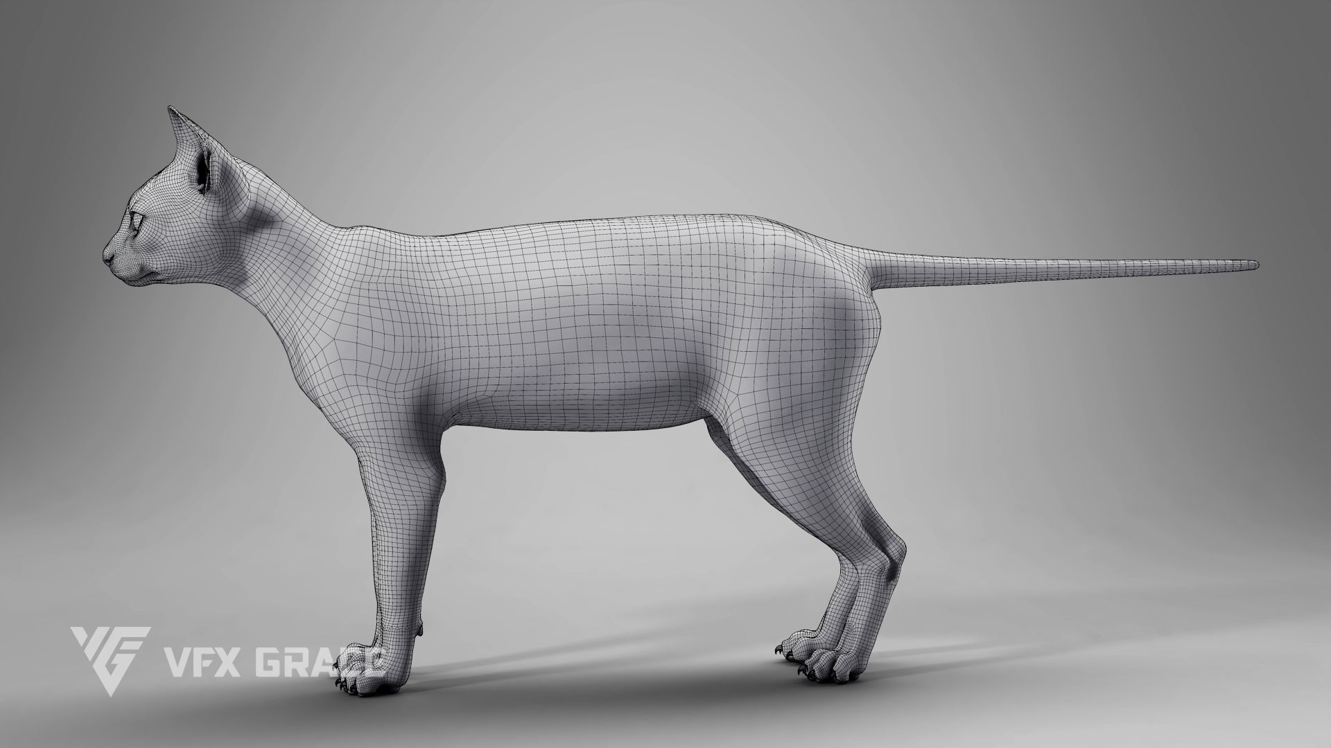 Grey Tabby Cat Rig - MAYA 3D model rigged | CGTrader