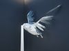 Fly Bird free 3D model 3D printable | CGTrader