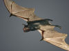 dark bat animated rigg mammal bird flying vampire 3D model | CGTrader