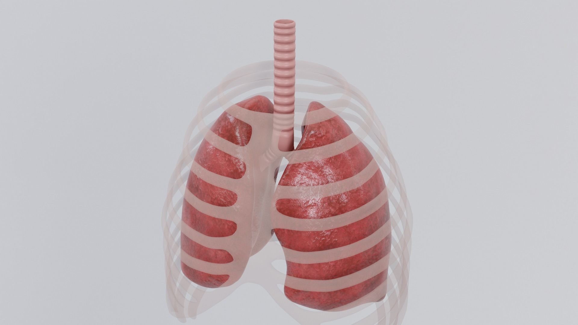 Lungs anatomy 3D with windpipe trachea 2024 3D model | CGTrader