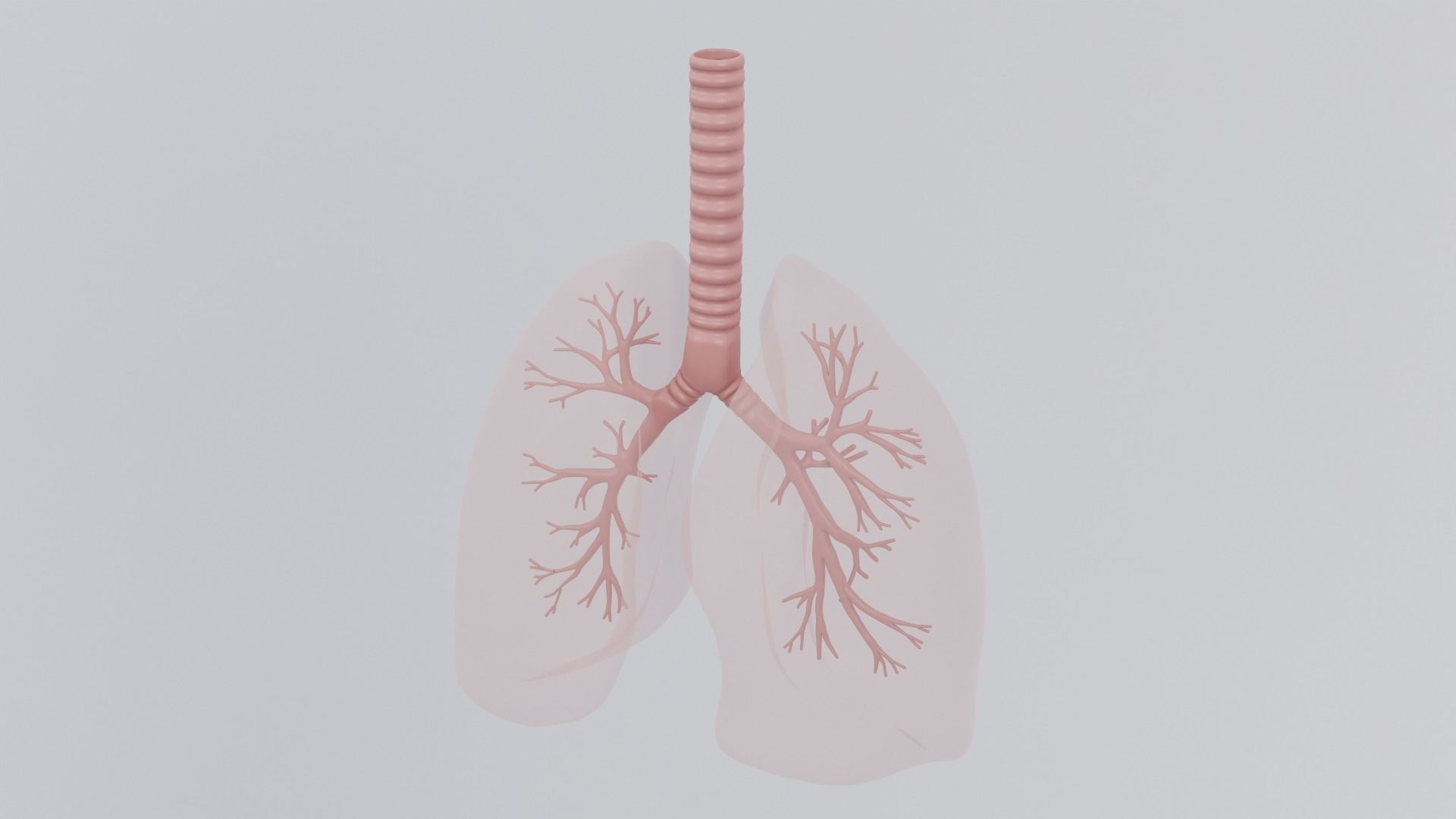 Lungs anatomy 3D with windpipe trachea 2024 3D model | CGTrader