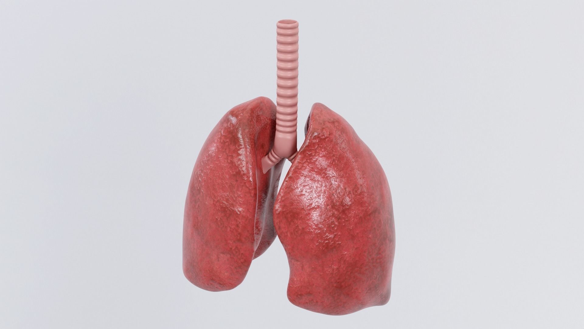 Lungs anatomy 3D with windpipe trachea 2024 3D model | CGTrader