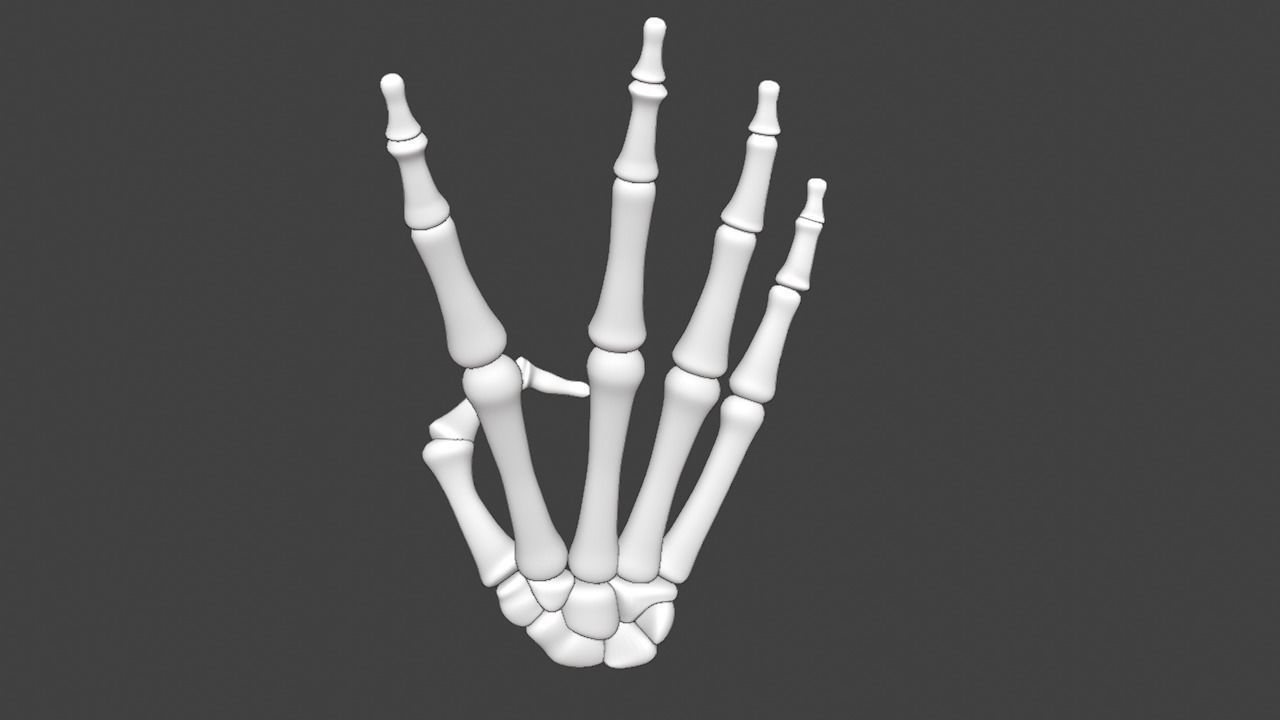 skeleton hand anatomy rigged 3D 2024 3D model rigged | CGTrader
