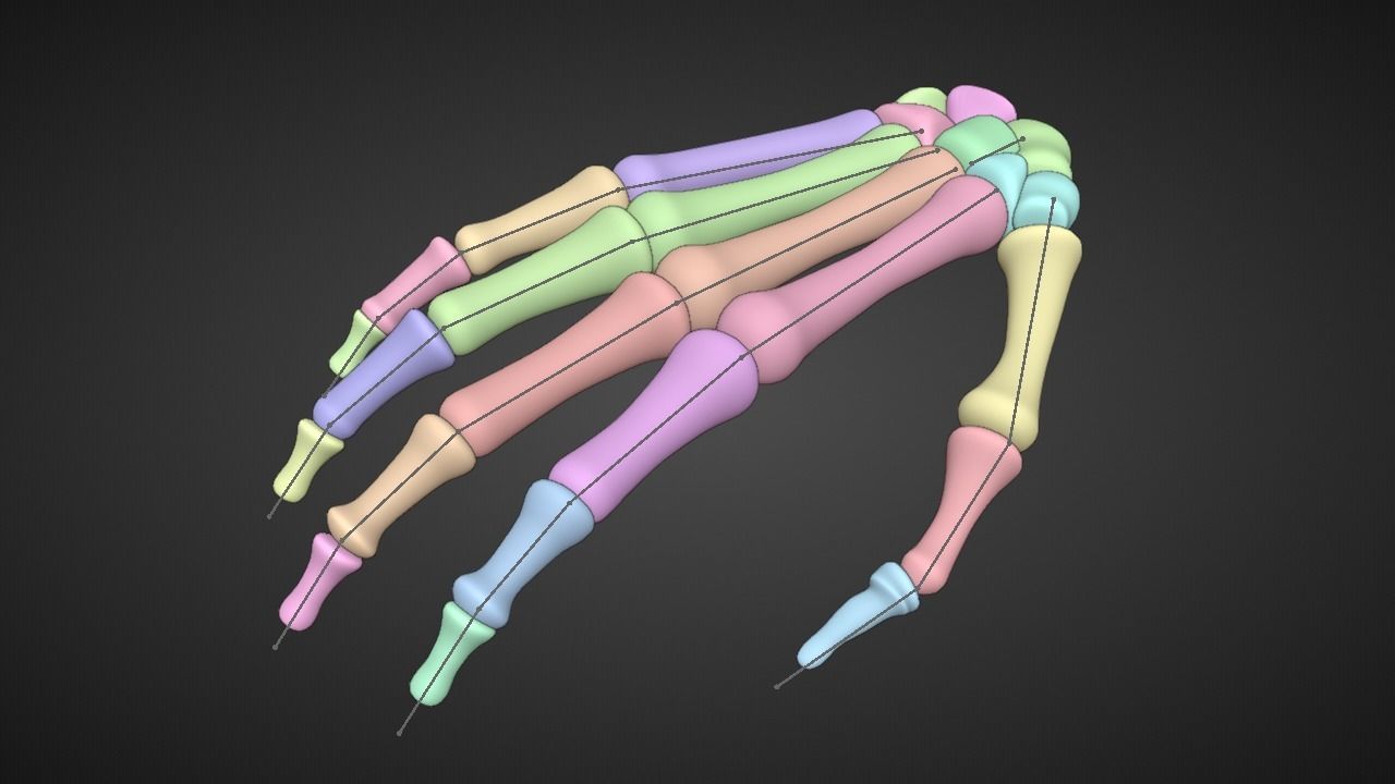 skeleton hand anatomy rigged 3D 2024 3D model rigged | CGTrader
