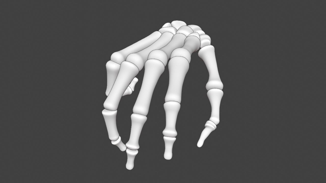 skeleton hand anatomy rigged 3D 2024 3D model rigged | CGTrader