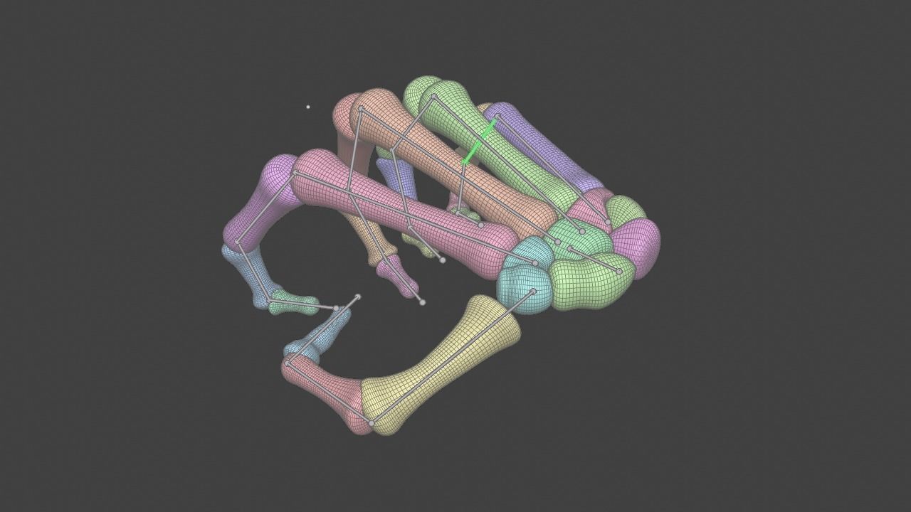 skeleton hand anatomy rigged 3D 2024 3D model rigged | CGTrader