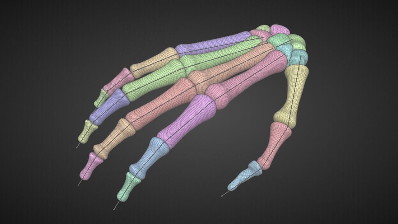 skeleton hand anatomy rigged 3D 2024 3D model rigged | CGTrader