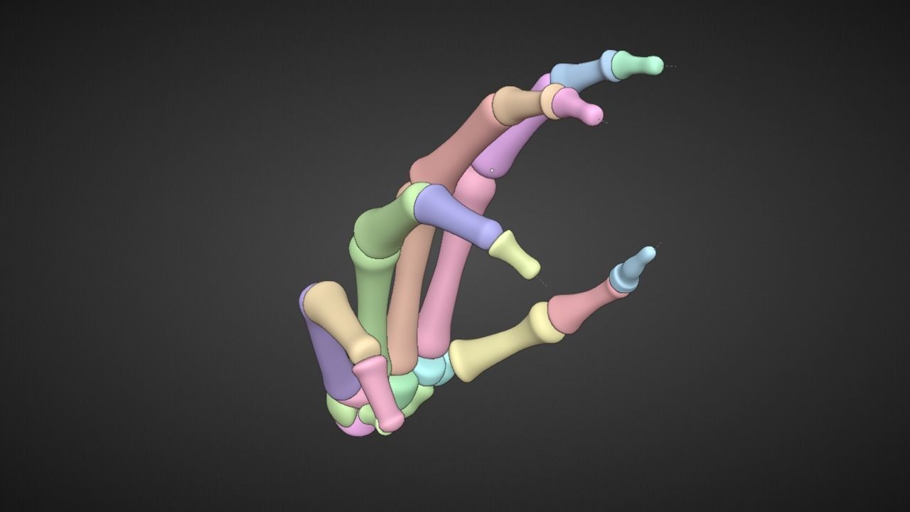 skeleton hand anatomy rigged 3D 2024 3D model rigged | CGTrader