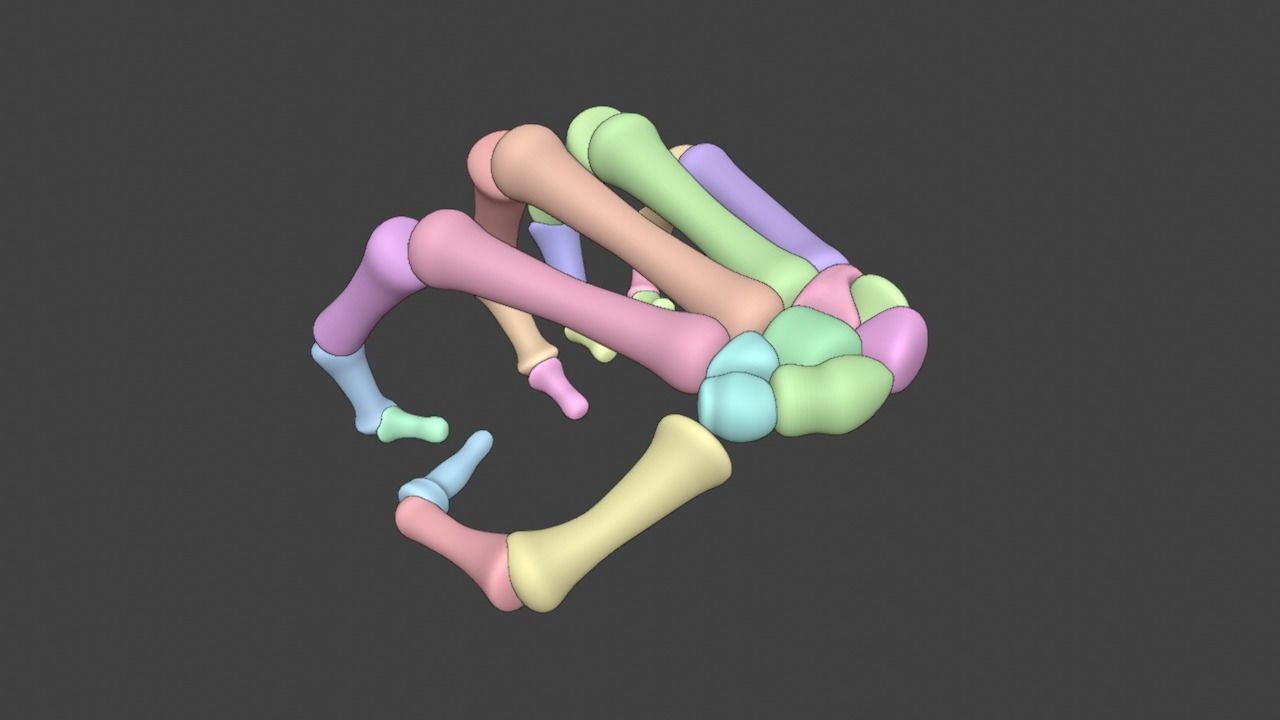 skeleton hand anatomy rigged 3D 2024 3D model rigged | CGTrader