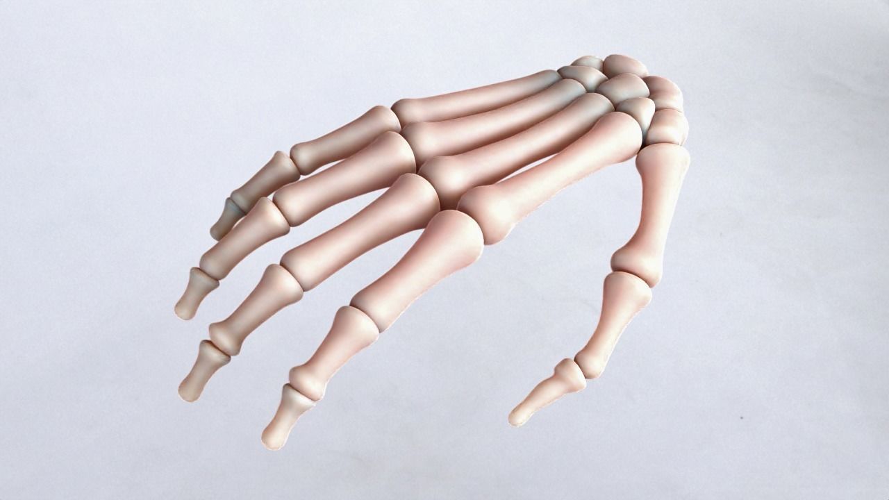 skeleton hand anatomy rigged 3D 2024 3D model rigged | CGTrader