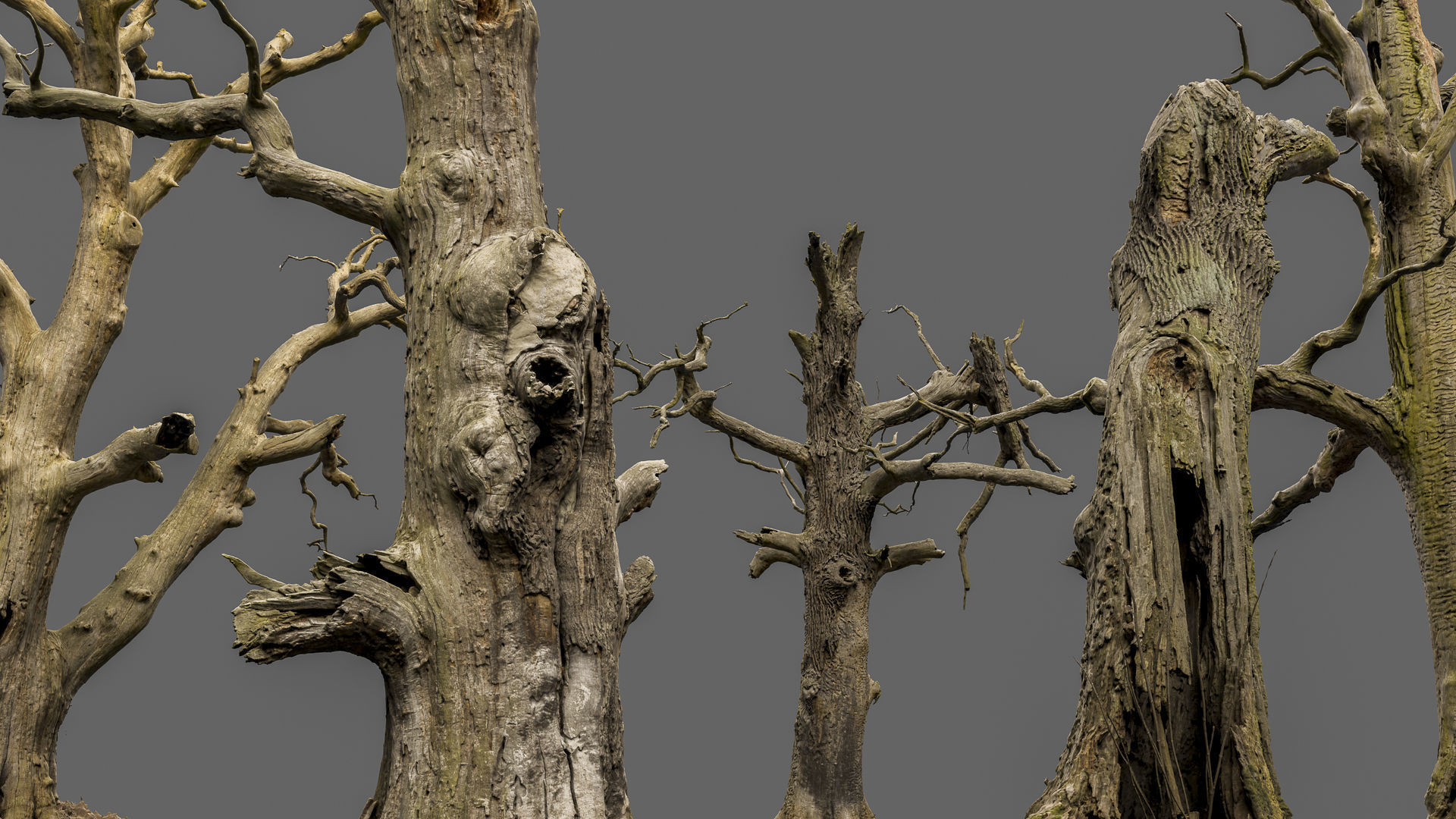 600-year-old dead oaks - ENTS Package 3D model | CGTrader