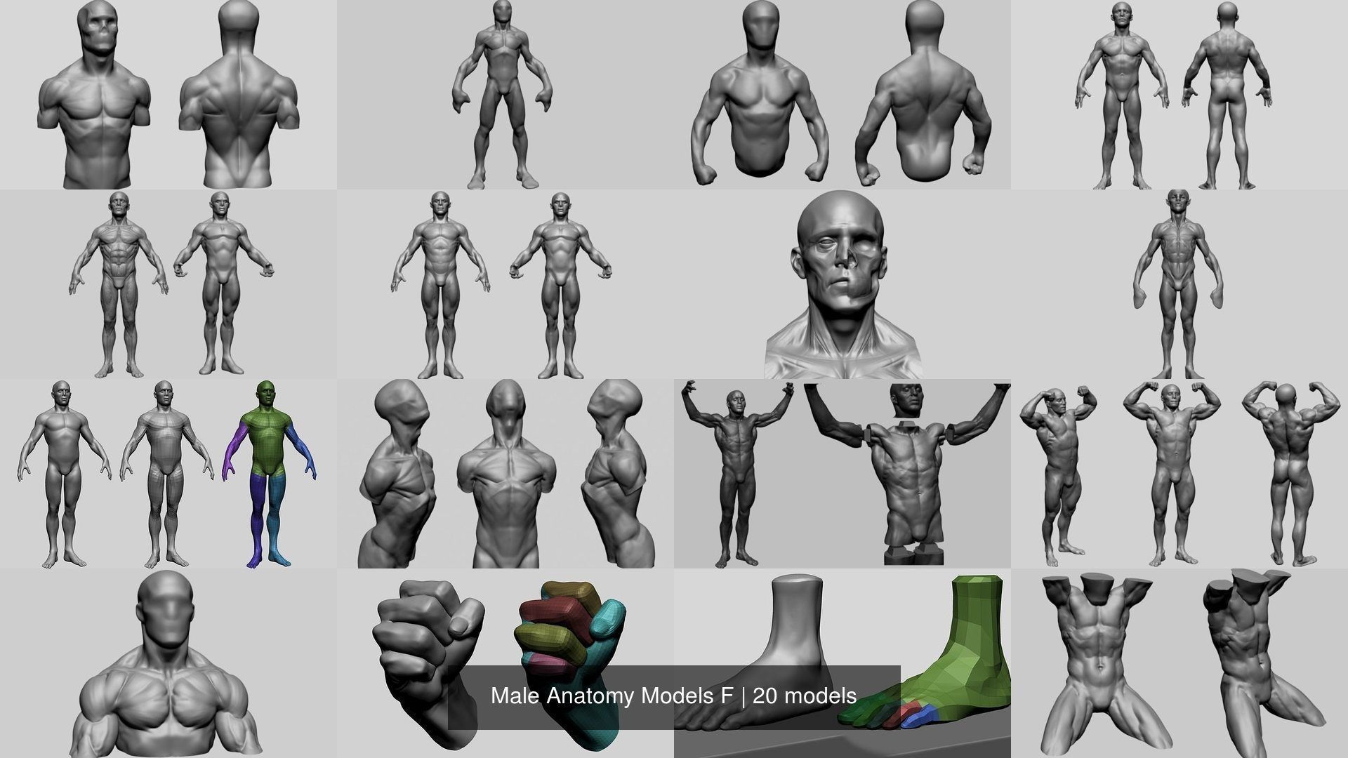 Male Anatomy Models F 3D Model Collection 3D printable | CGTrader