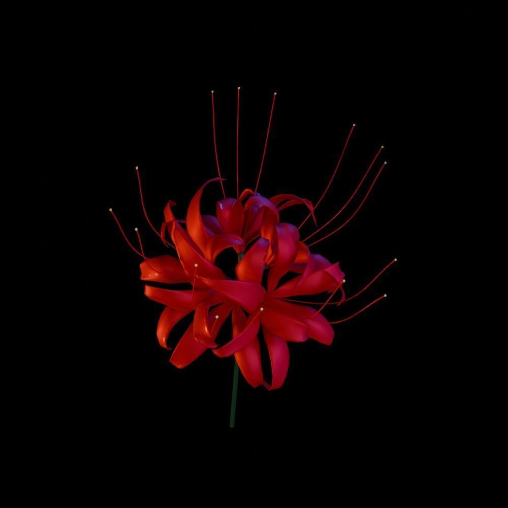 Lycoris free VR / AR / low-poly 3D model | CGTrader