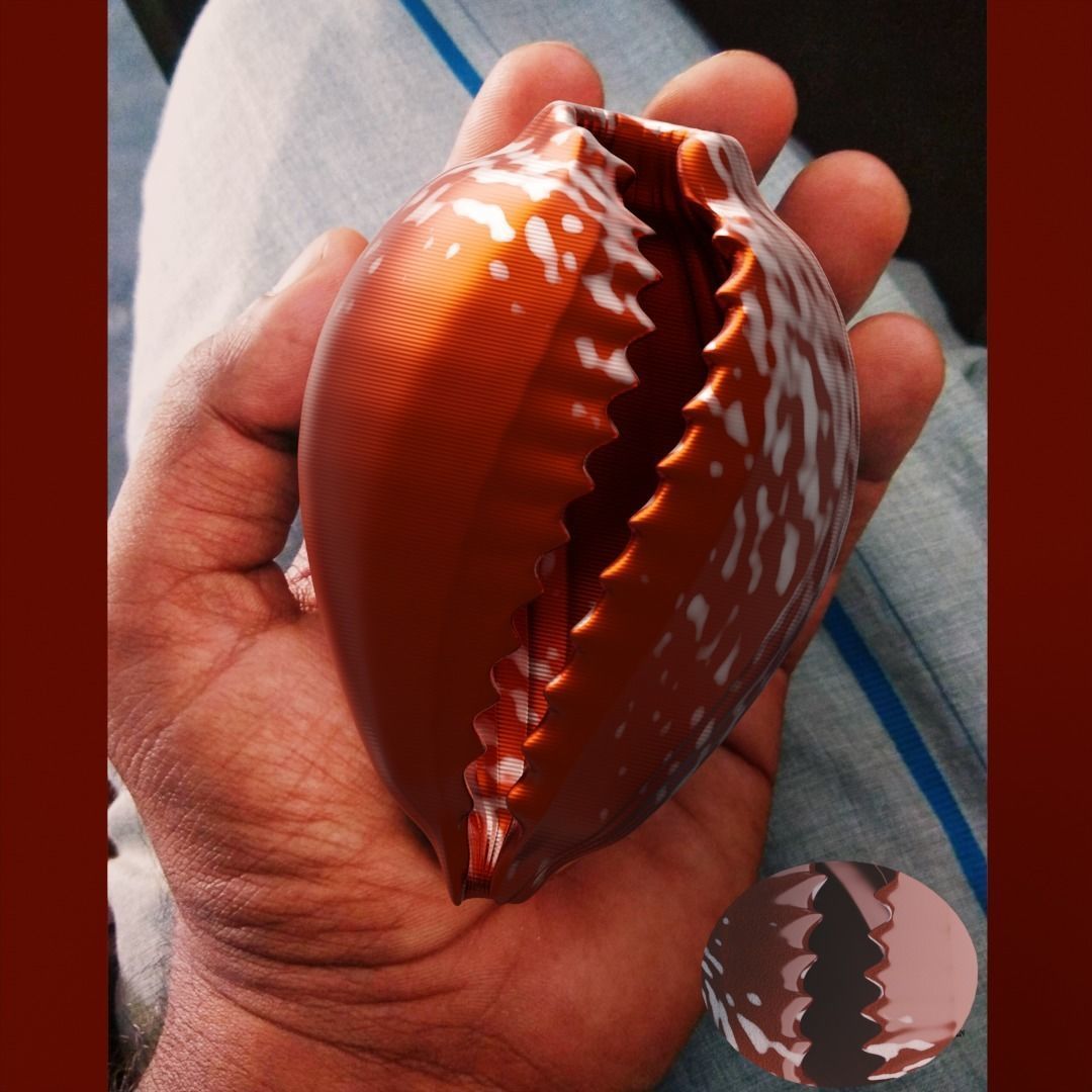COWRIE SHELL REPLICA 3D model 3D printable | CGTrader