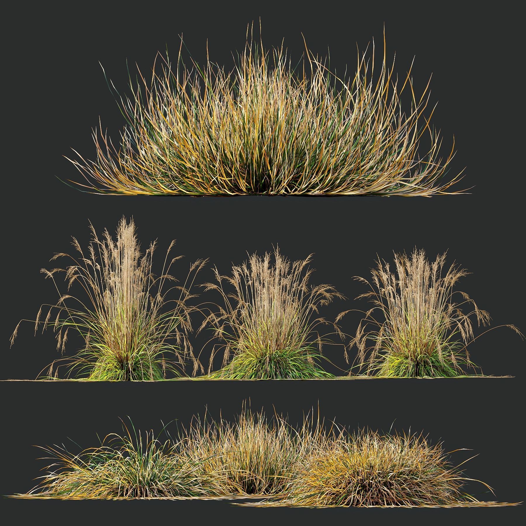 Carex Testacea Orange and Molinia Caerulea Fire Grasses 3D model | CGTrader
