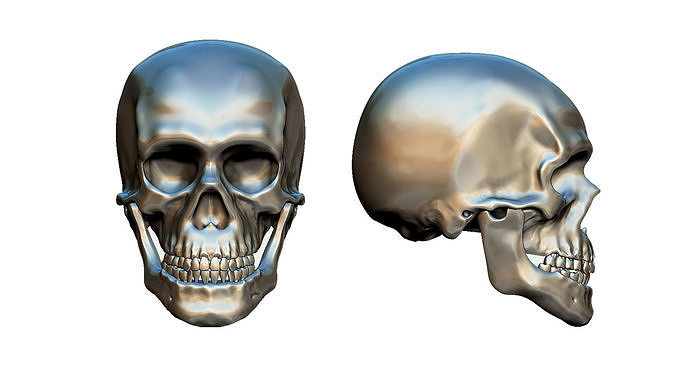 skull anatomy 3D model | CGTrader