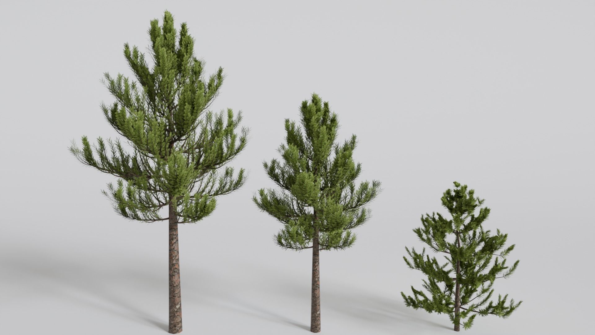 Conifer tree pack low poly 3D model free 3D model rigged | CGTrader