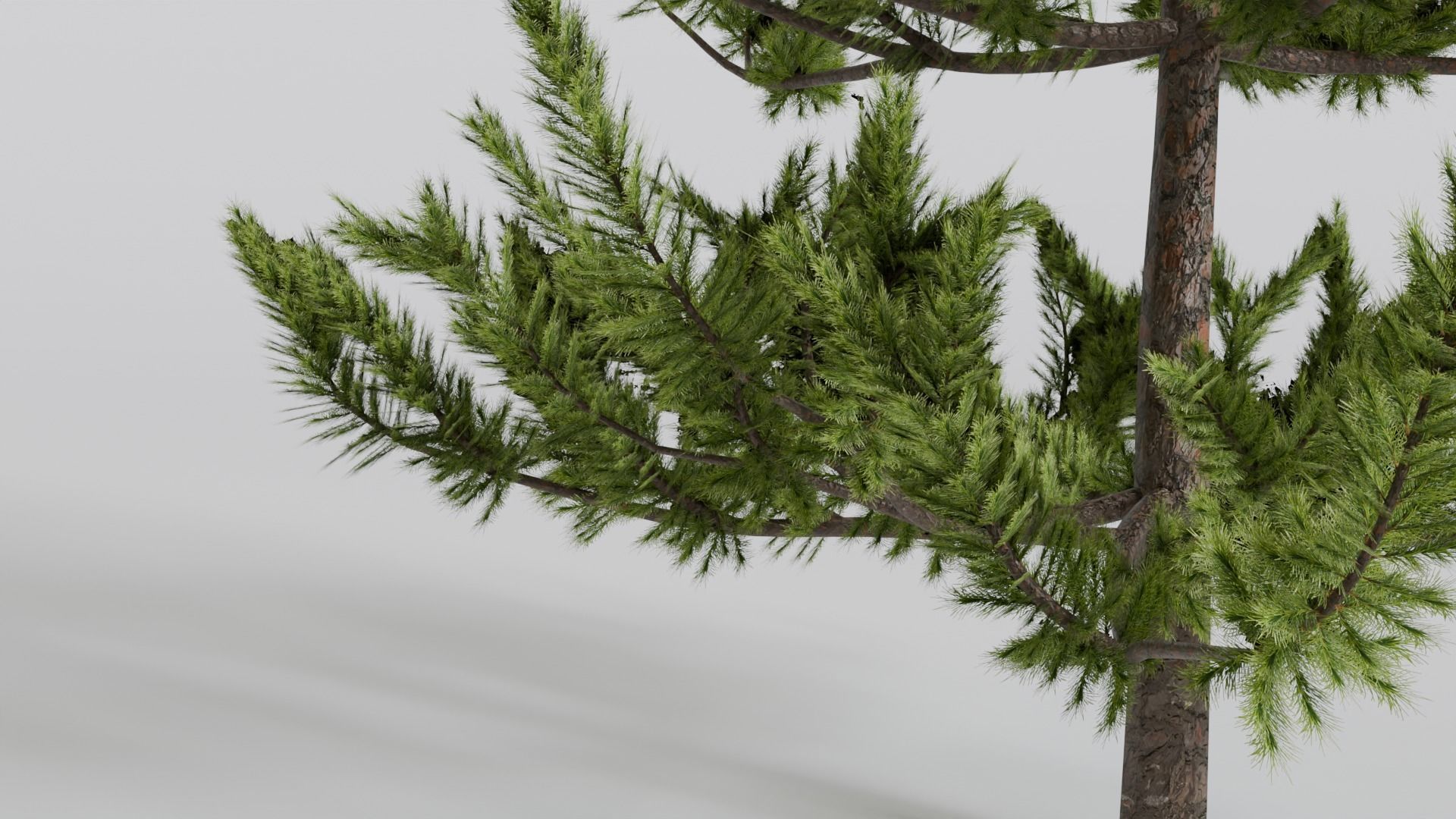 Conifer tree pack low poly 3D model free 3D model rigged | CGTrader