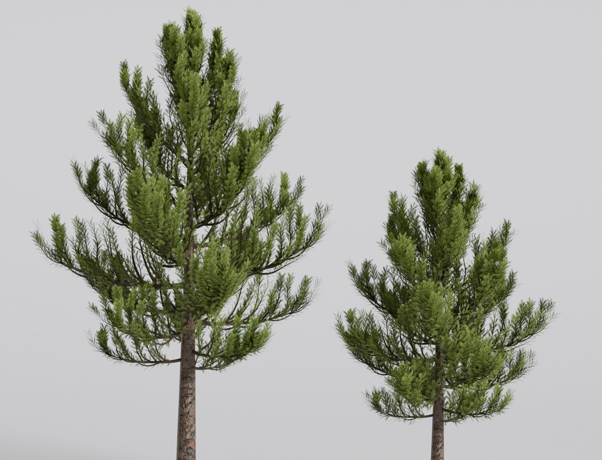 Conifer tree pack low poly 3D model free 3D model rigged | CGTrader