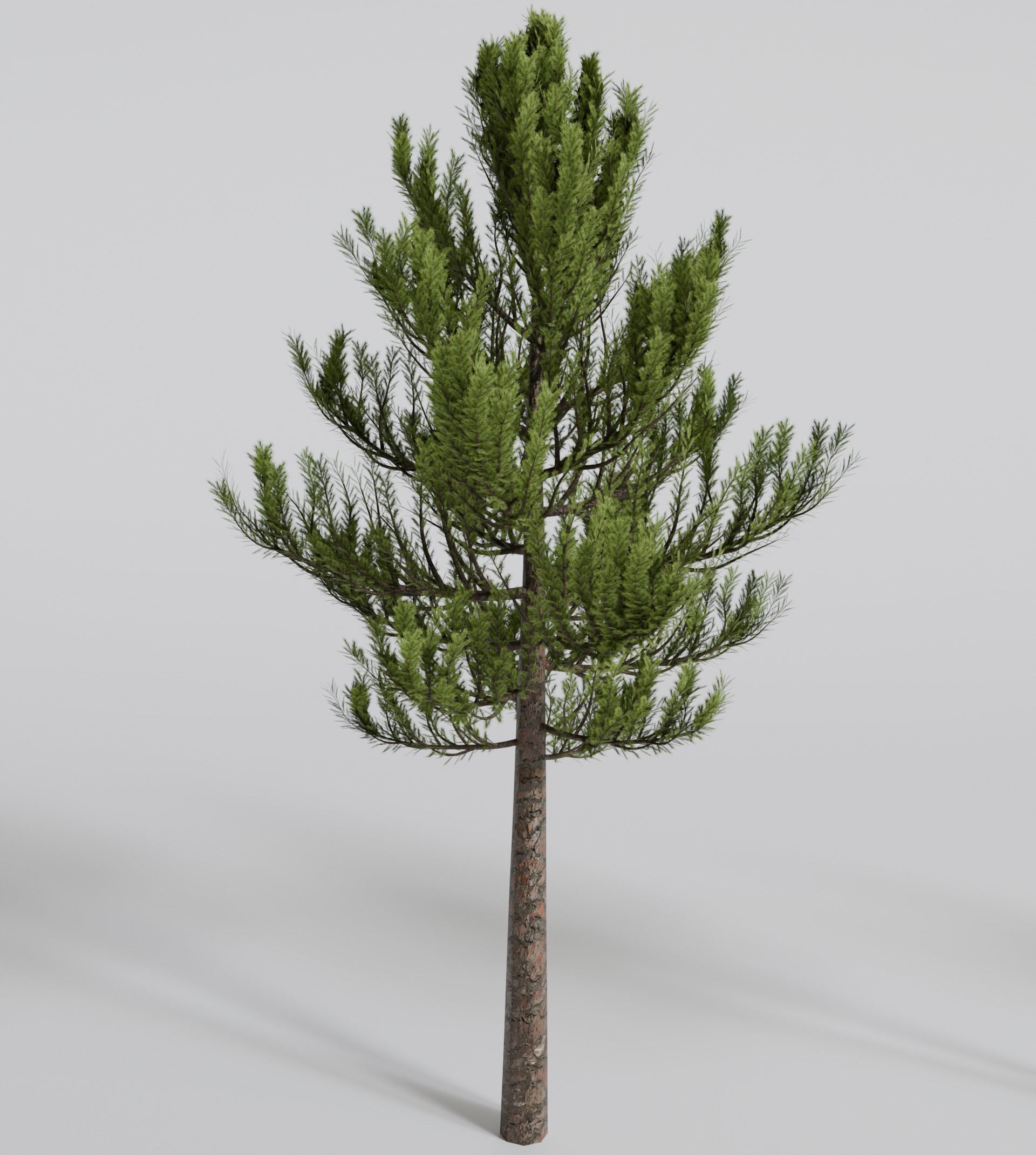 Conifer tree pack low poly 3D model free 3D model rigged | CGTrader