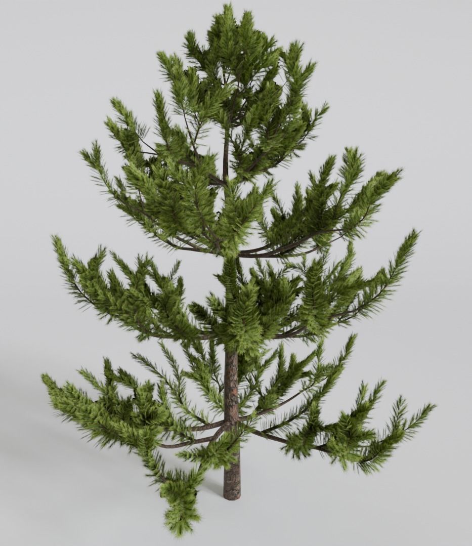 Conifer tree pack low poly 3D model free 3D model rigged | CGTrader