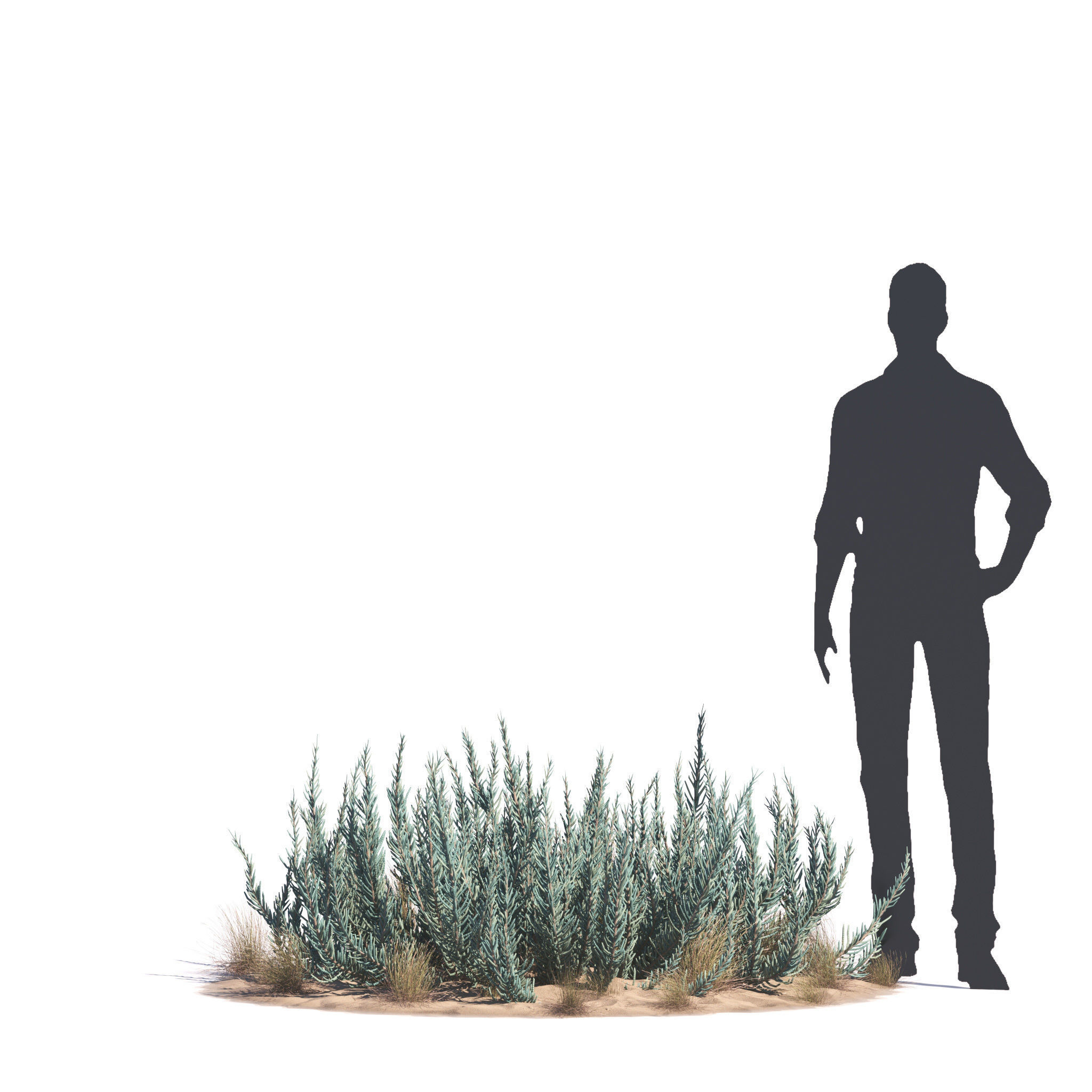 Archmodels vol 276 for c4d - desert plants 3D model | CGTrader