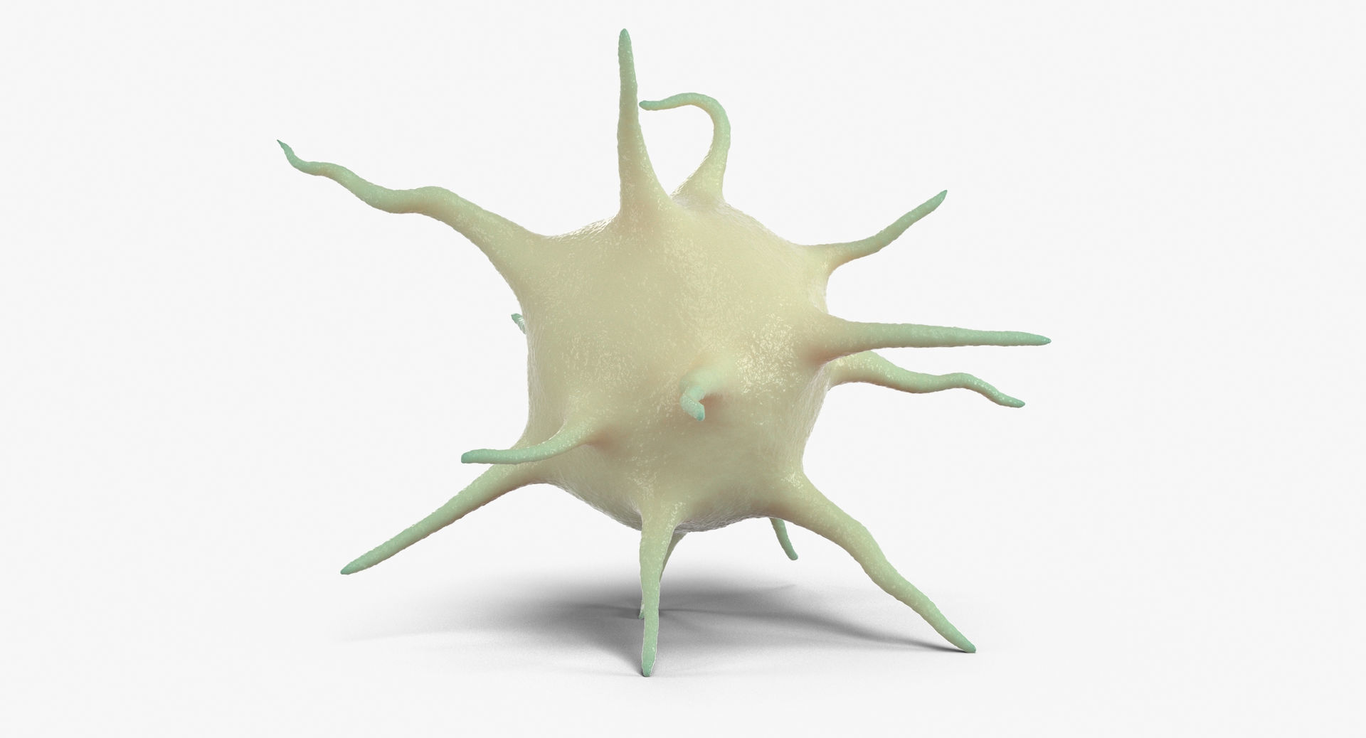 3D model Platelet Thrombocyte 2 VR / AR / low-poly | CGTrader