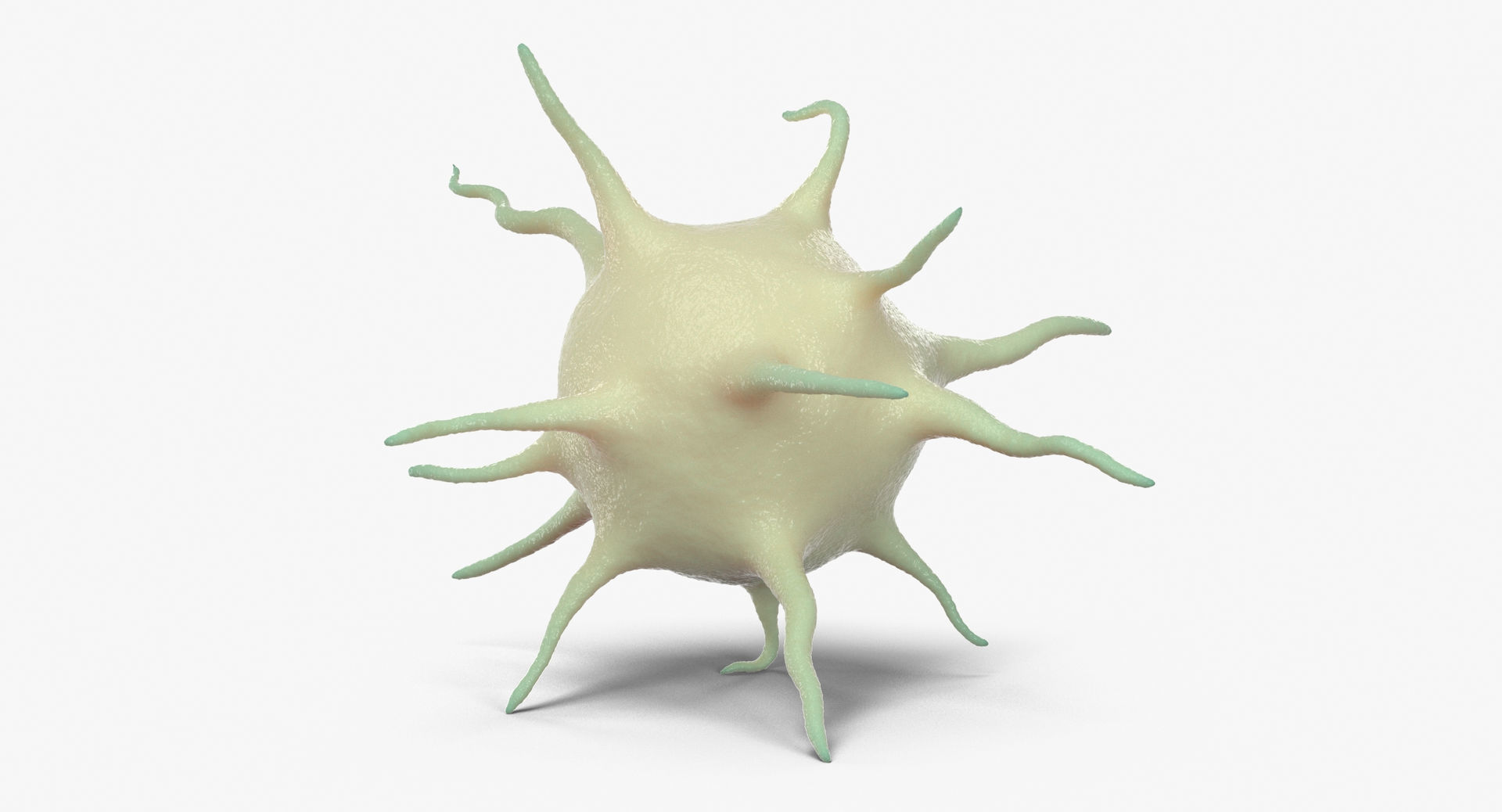 3D model Platelet Thrombocyte 2 VR / AR / low-poly | CGTrader