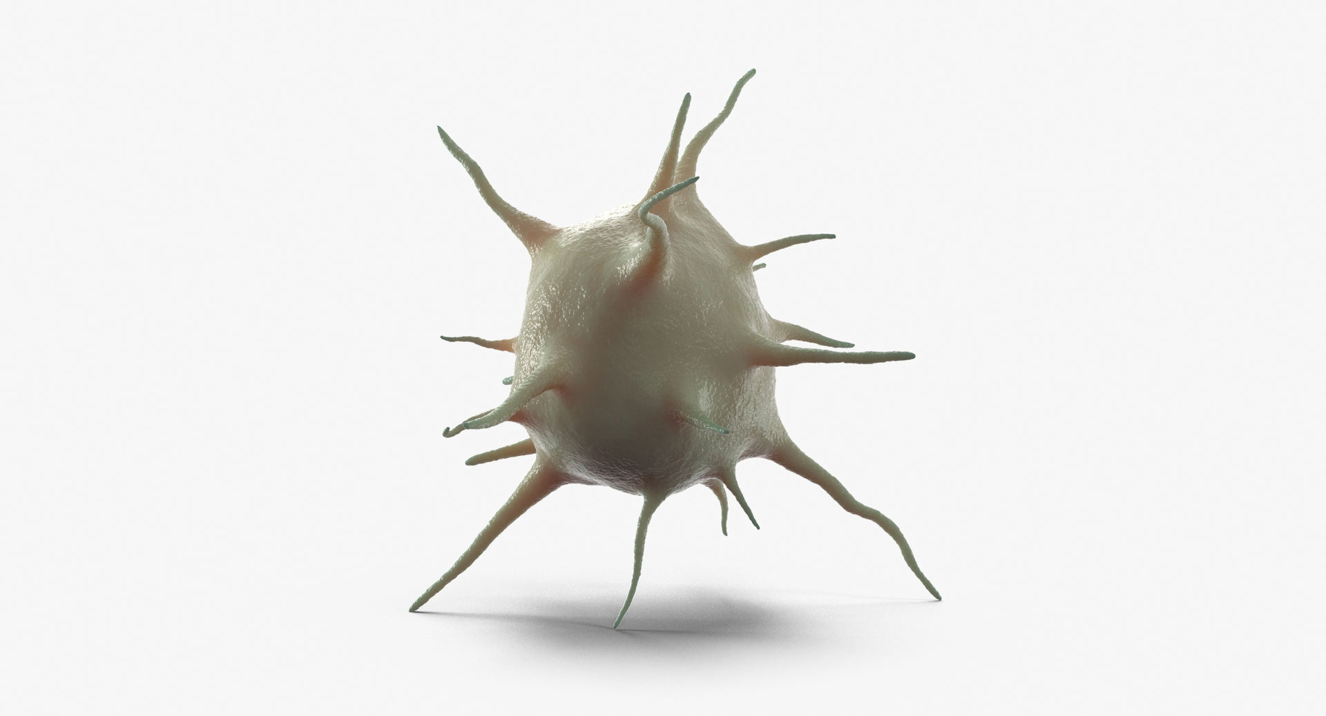 3D model Platelet Thrombocyte 3 VR / AR / low-poly | CGTrader