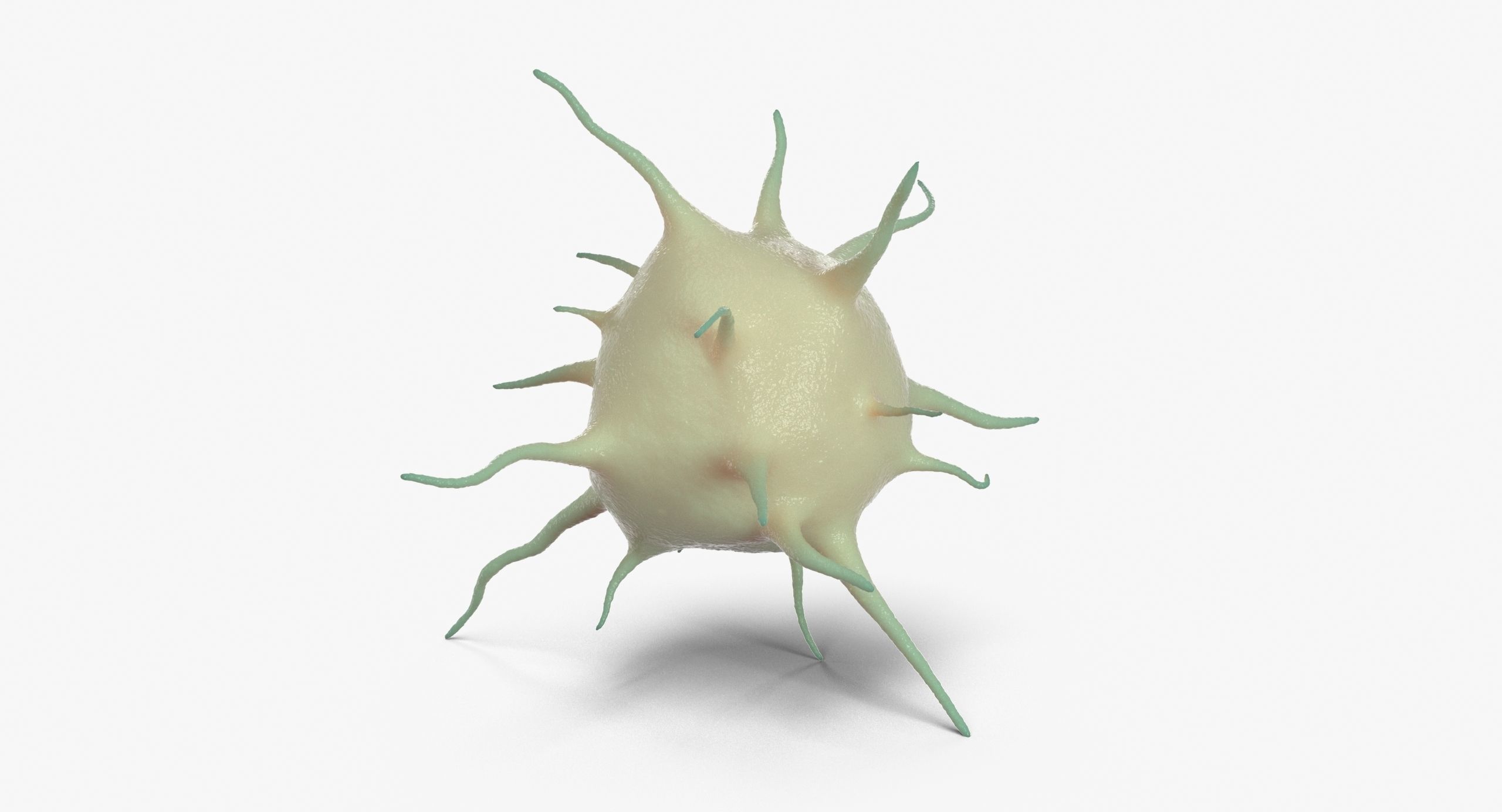3D model Platelet Thrombocyte 3 VR / AR / low-poly | CGTrader