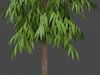 polygonia longifolium Plant 3D model - Asopalav Tree 3D model 3D model ...