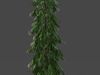 polygonia longifolium Plant 3D model - Asopalav Tree 3D model 3D model ...