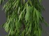 polygonia longifolium Plant 3D model - Asopalav Tree 3D model 3D model ...