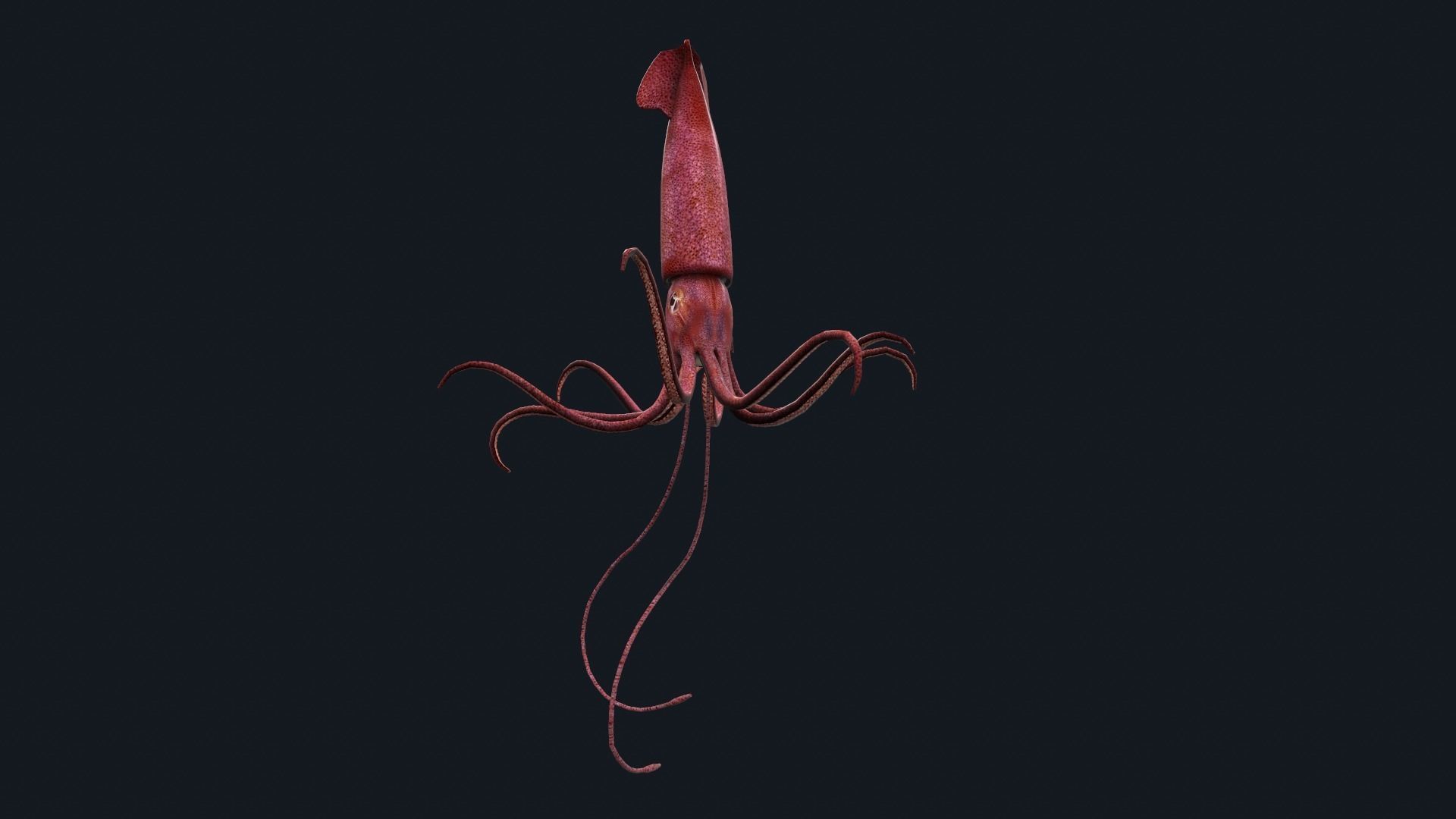 animated squid 3D model animated rigged | CGTrader