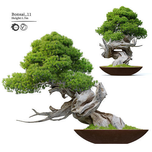 Bonsai plant 11 3D model | CGTrader