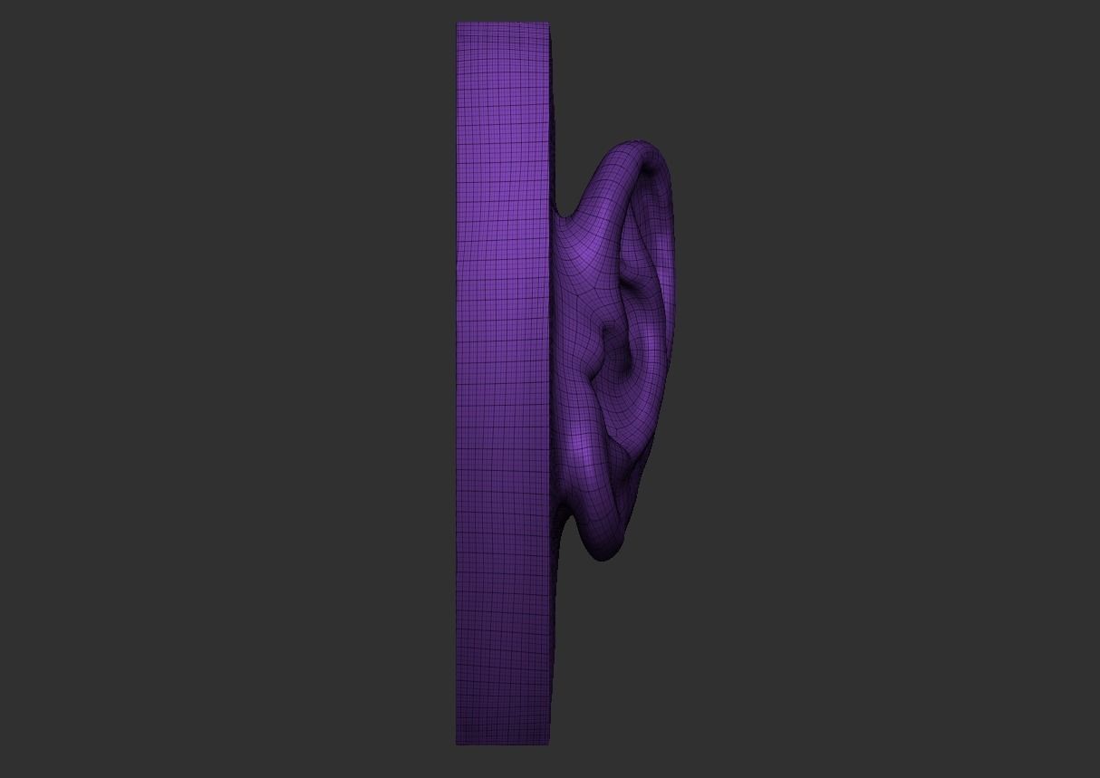 Human Ear 3D model | CGTrader
