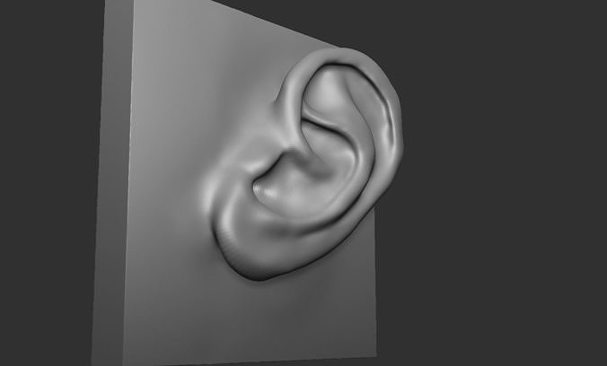 Human Ear 3D model | CGTrader