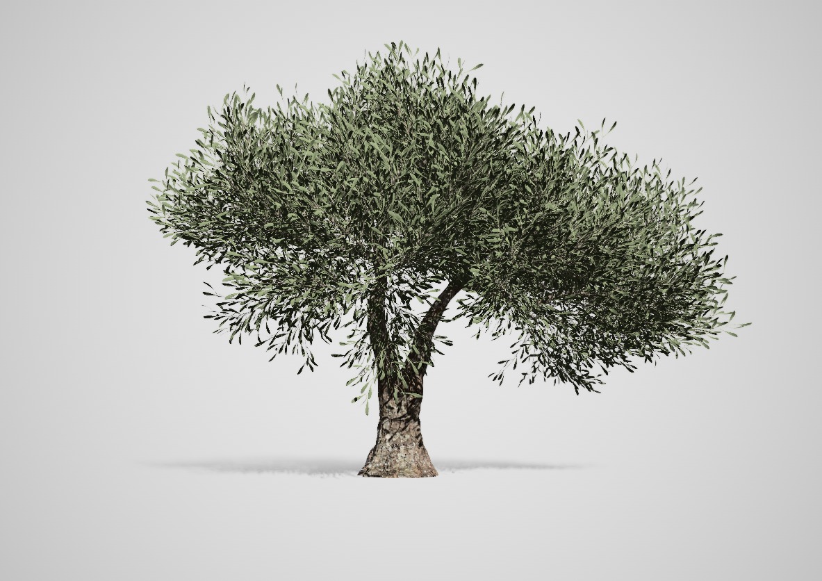 Palestinian Olive Tree 3D model | CGTrader