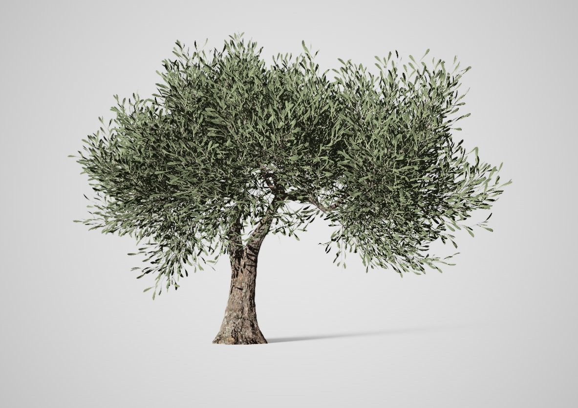 Palestinian Olive Tree 3D model | CGTrader