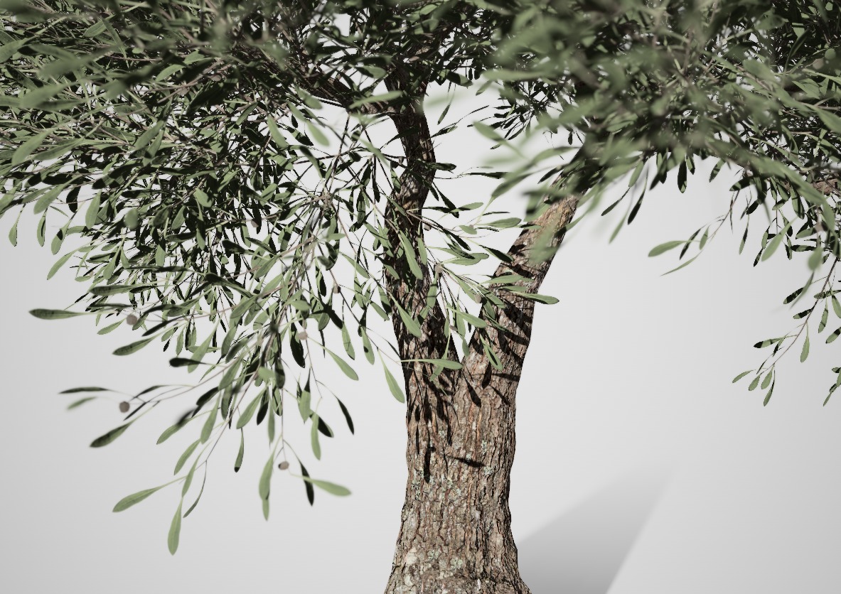 Palestinian Olive Tree 3D model | CGTrader
