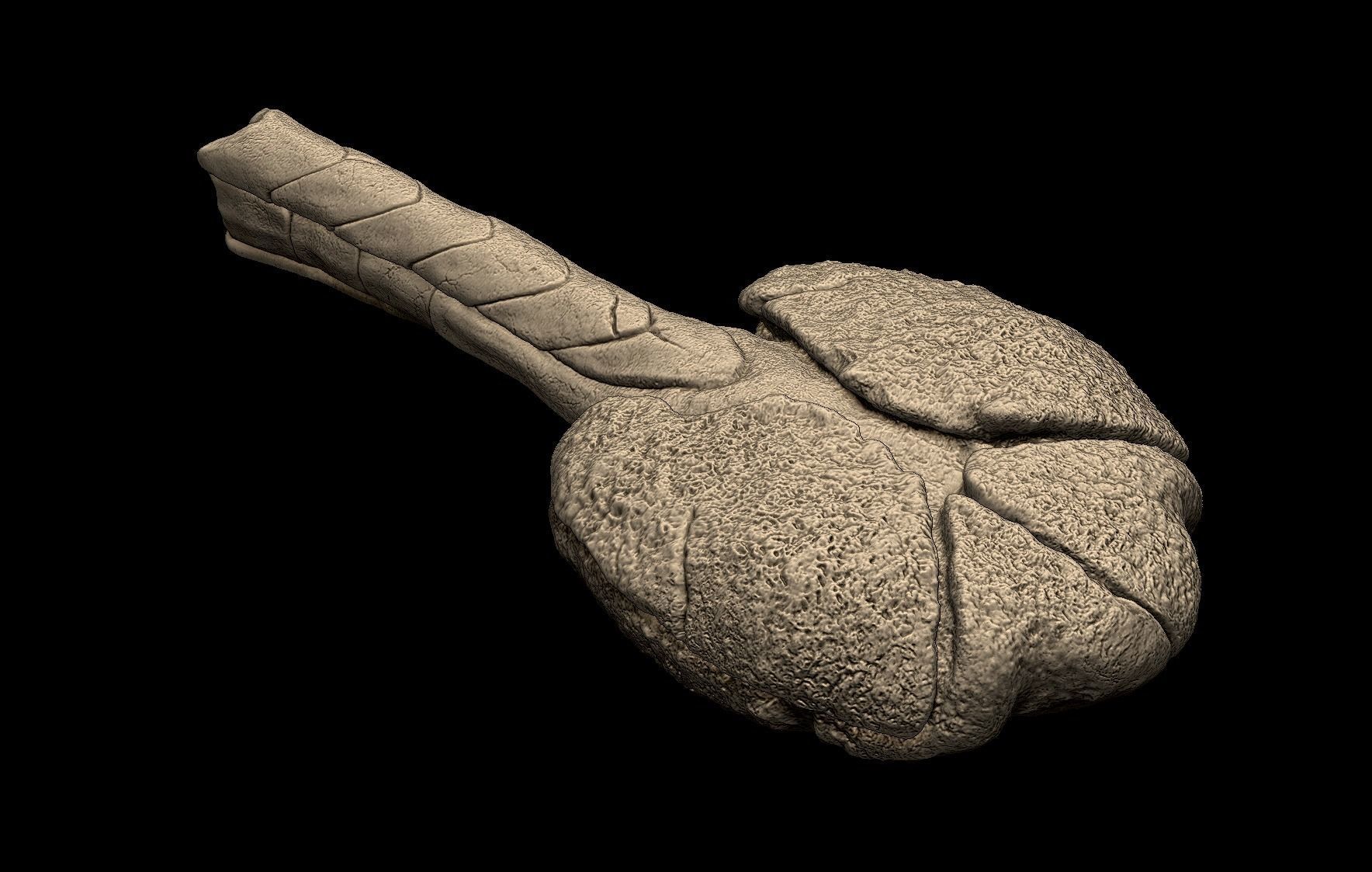 Ankylosaurus Tail Bone 3D model 3D printable | CGTrader
