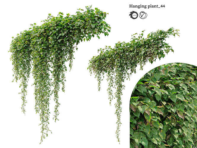 Hanging Plant 44 3D model | CGTrader