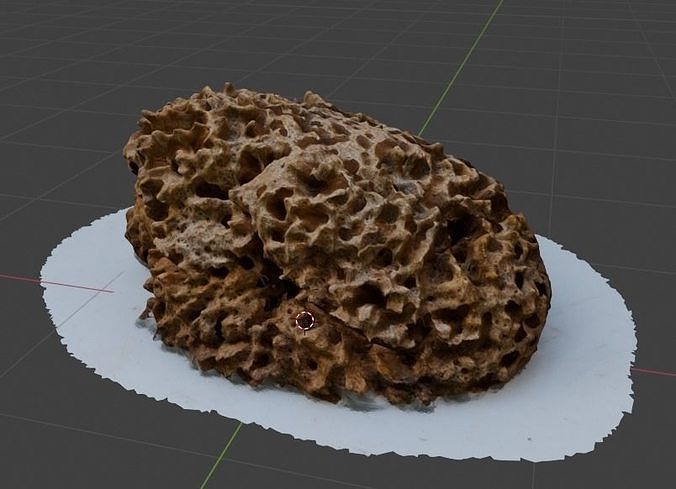 Natural sea sponge 3D model | CGTrader