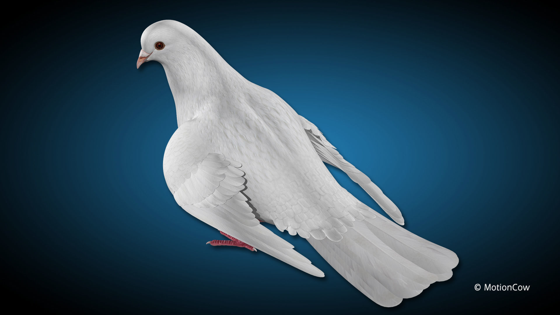 Dove - Folded Wings 3D model animated rigged | CGTrader