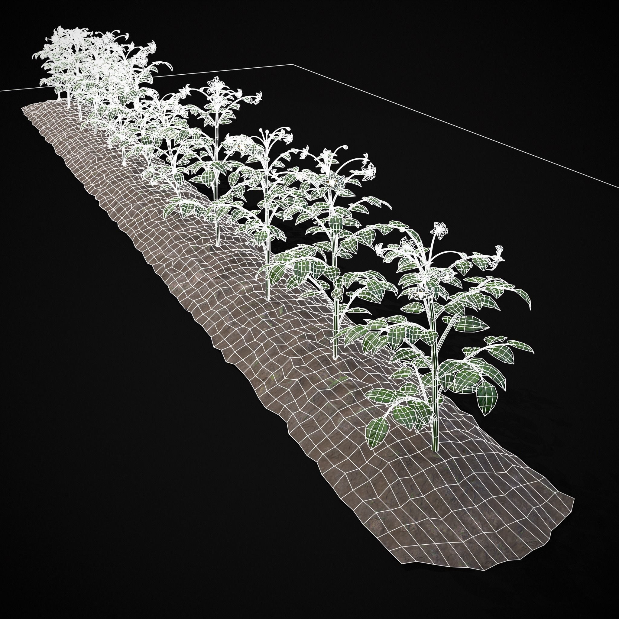 3D model Crops Potatoes VR / AR / low-poly | CGTrader