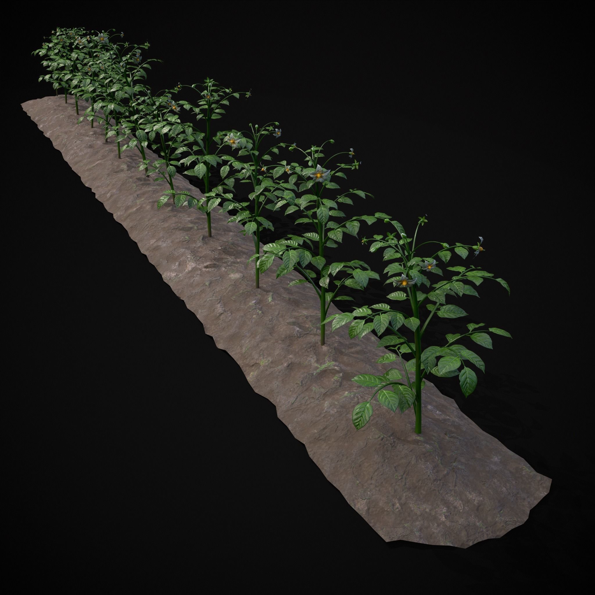 3D model Crops Potatoes VR / AR / low-poly | CGTrader