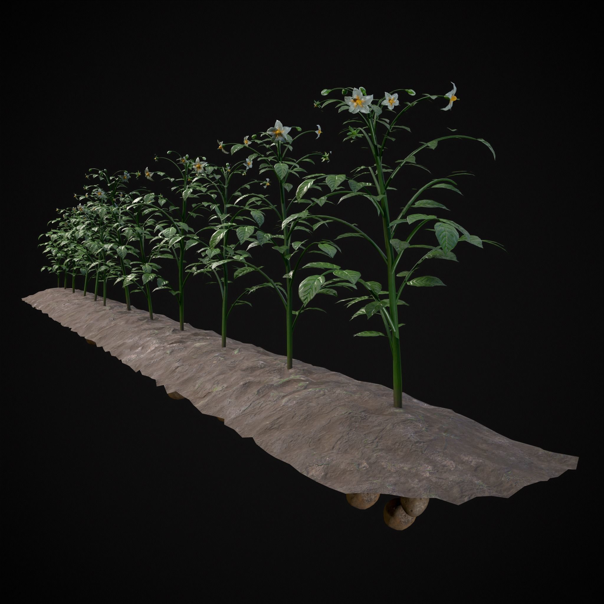 3D model Crops Potatoes VR / AR / low-poly | CGTrader