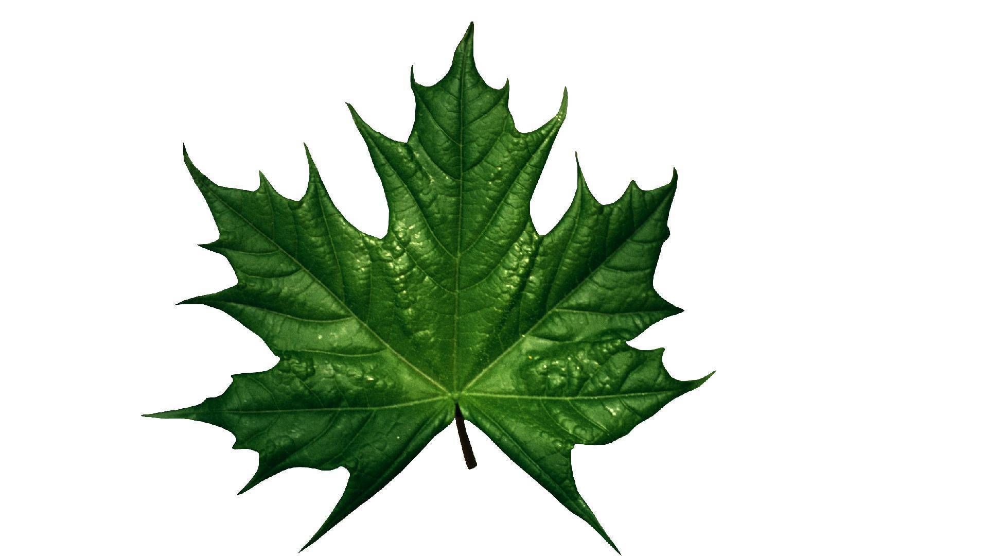 UE5 VFX 3D Falling Leaves Effect In Niagara System animation 3D model ...