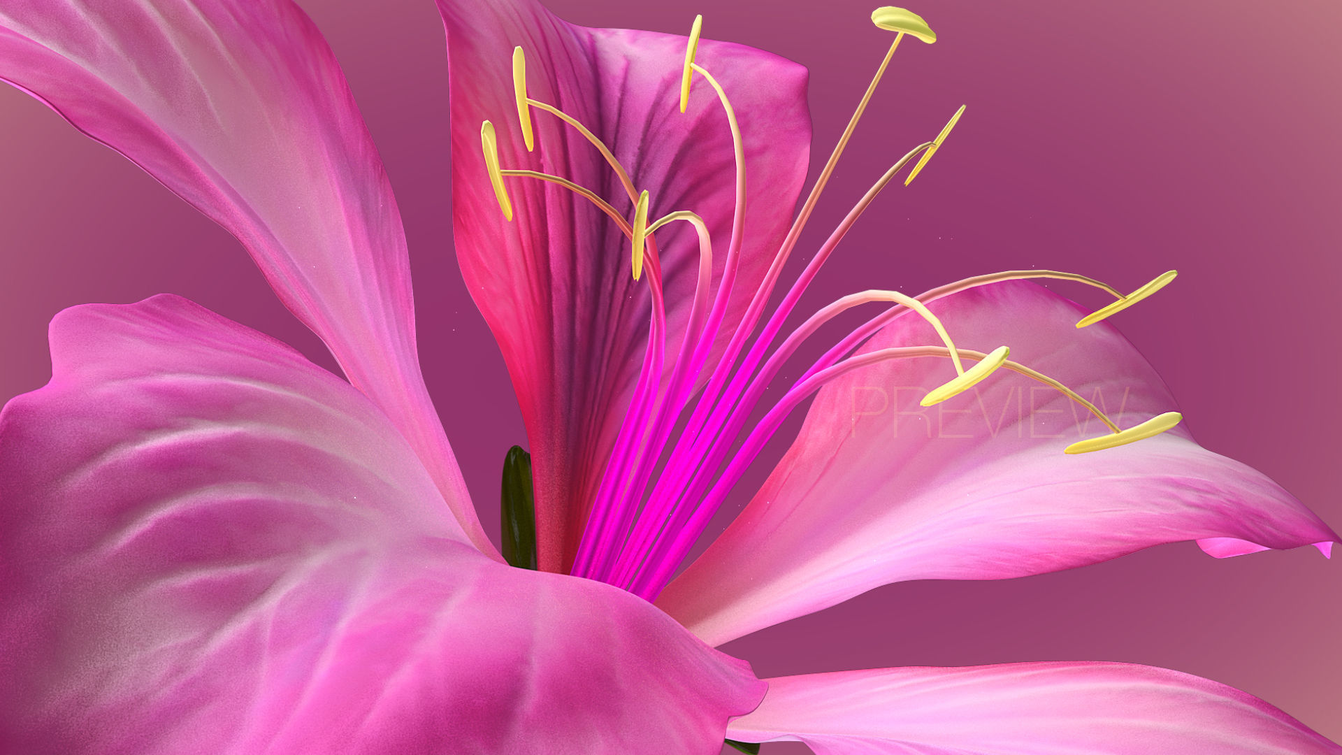 Animated Bauhinia Flower 3D model animated rigged | CGTrader